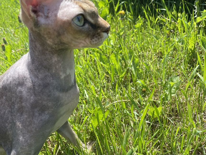 Бусяндра флорист