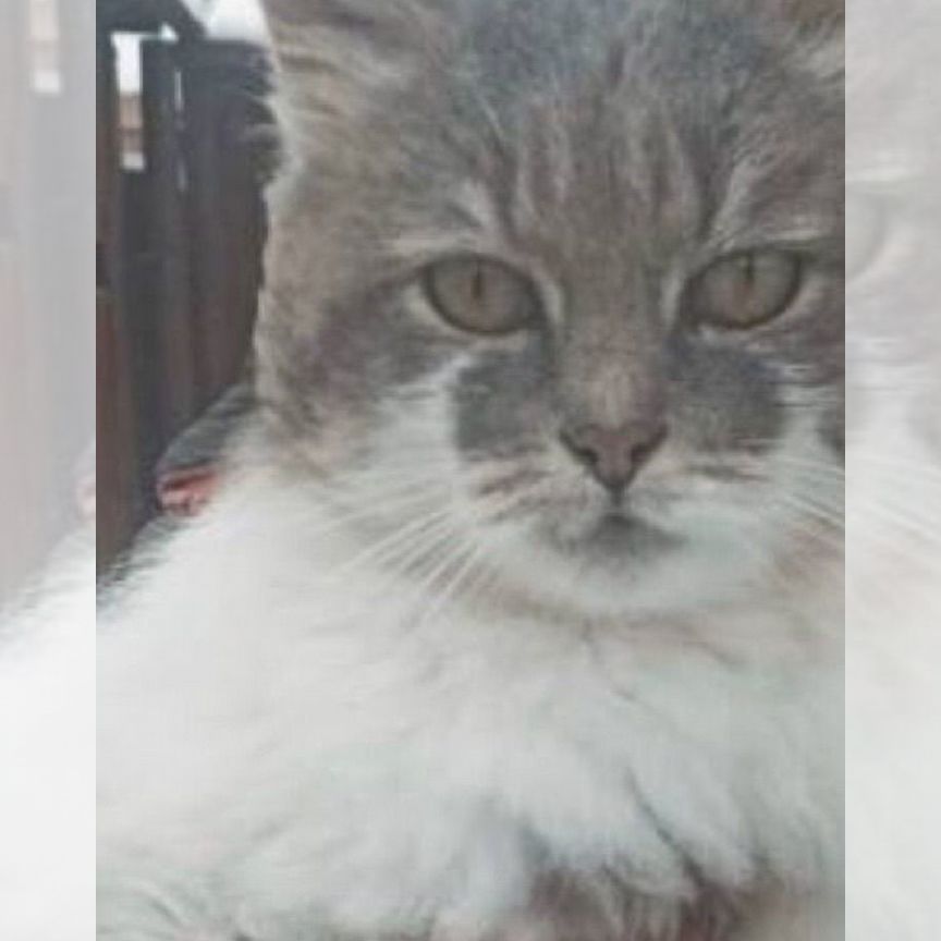 Замерзает кот на улице