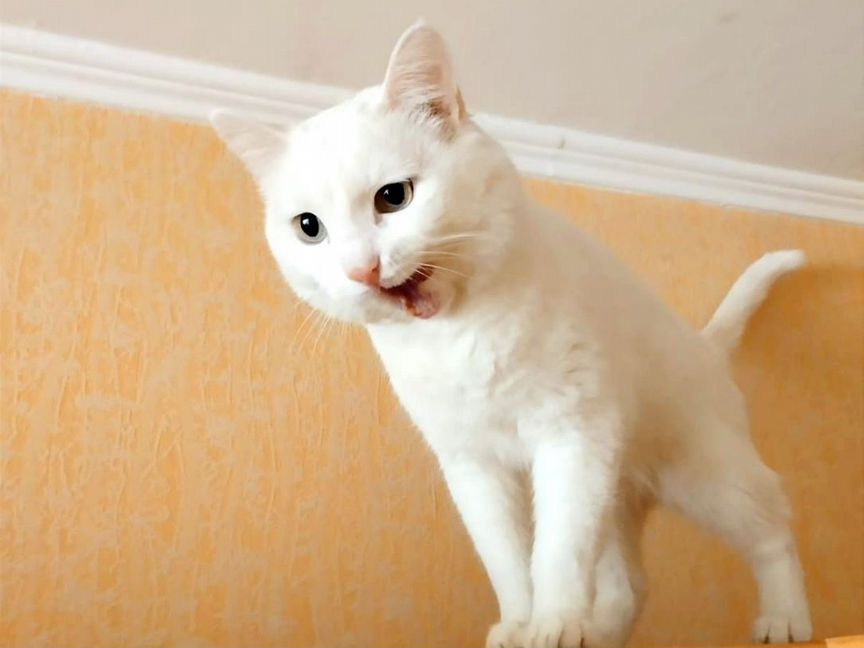 На добрейший и умнейший кот ищет семью