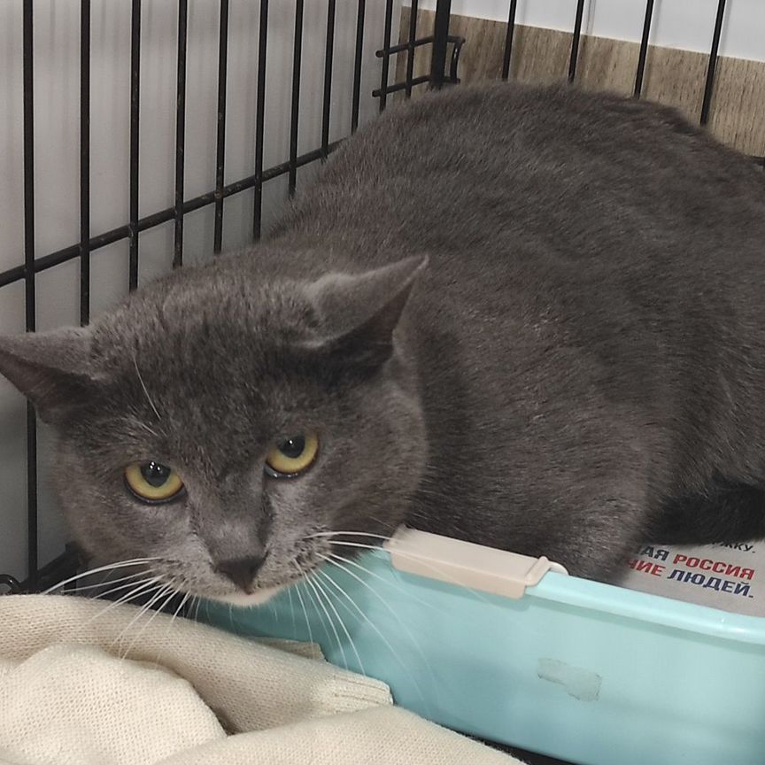 Взрослая, Девочка кошка в добрые руки