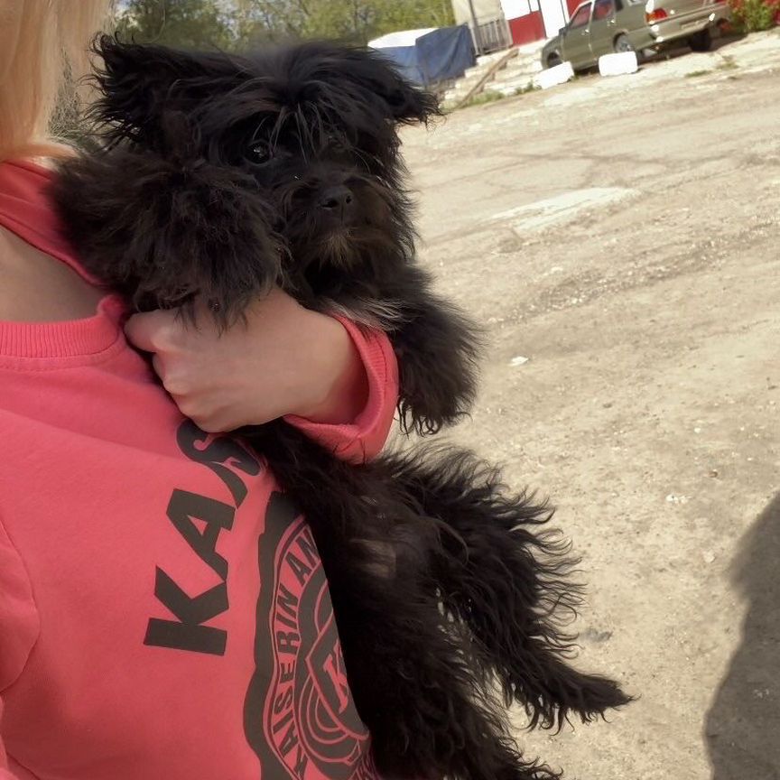 Мальтипу белого и черного окраса