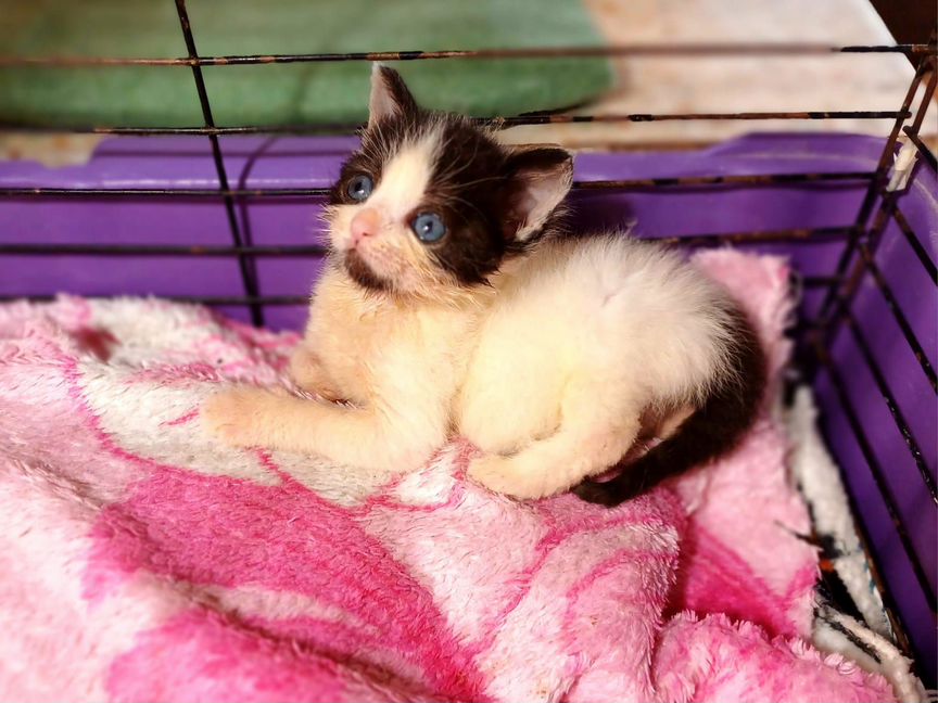 Крошечный хорошенький котенок