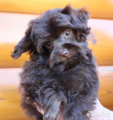 Шоколадные Орхидеи