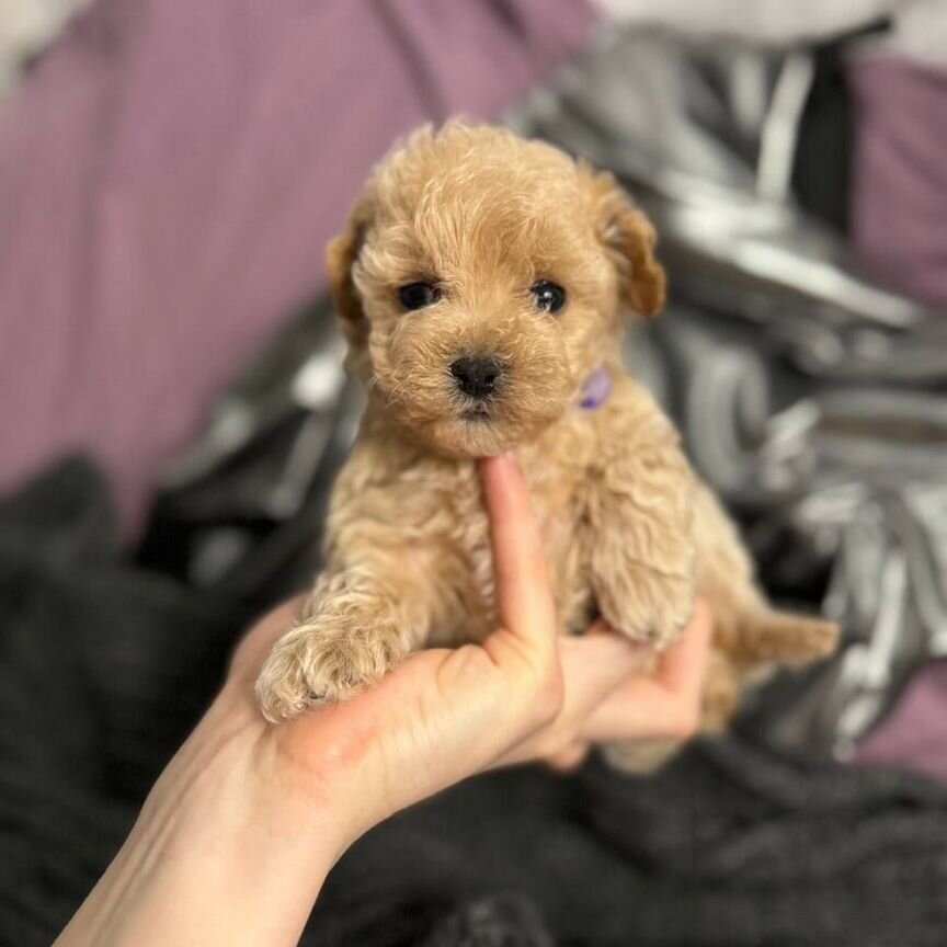 Maltipoo f1 мини мальчик и девочка