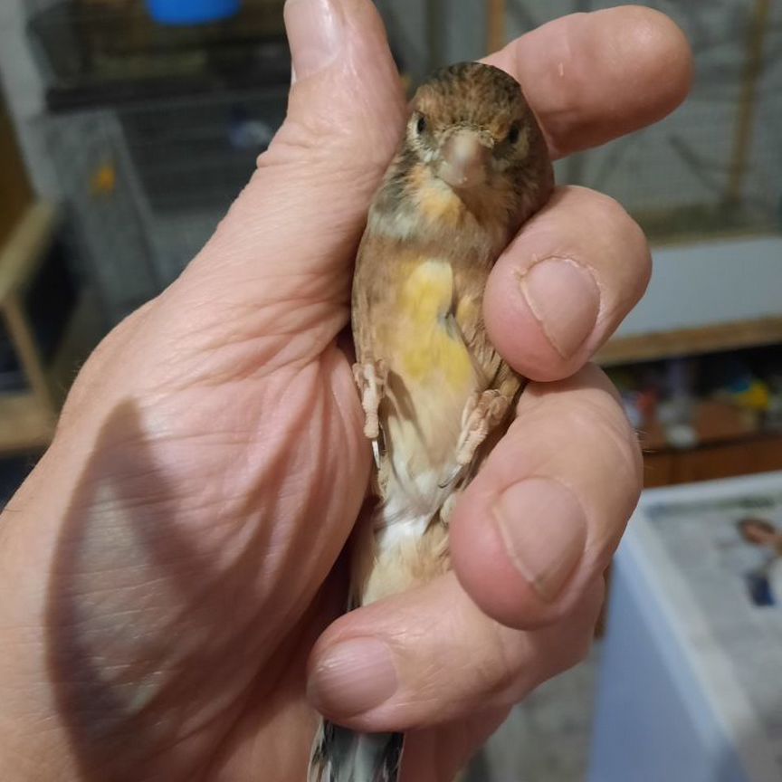 Гибрид канарейки с реполовом