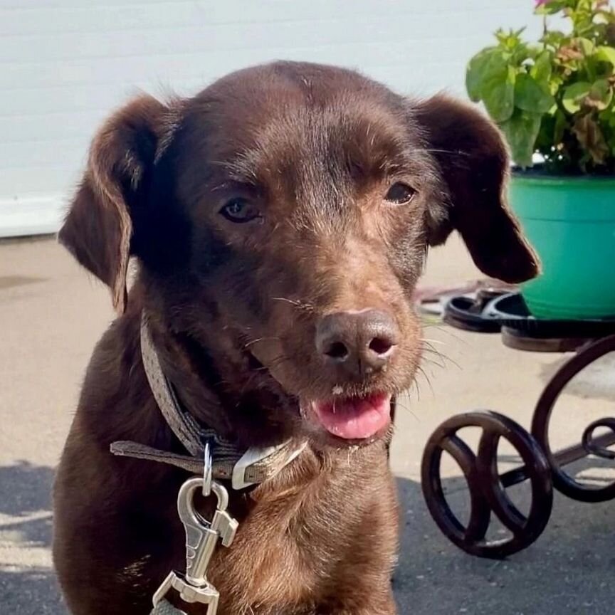 Маленькая собачка в приюте