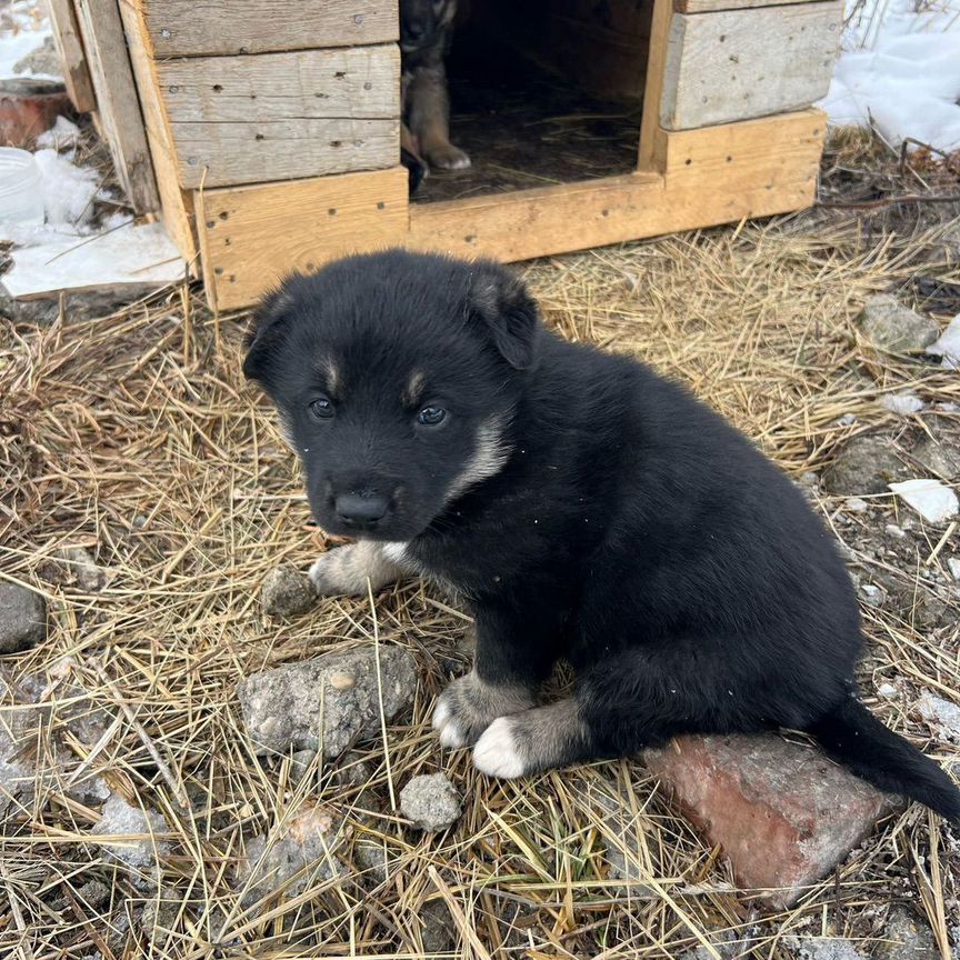 Щенки ищут родителей