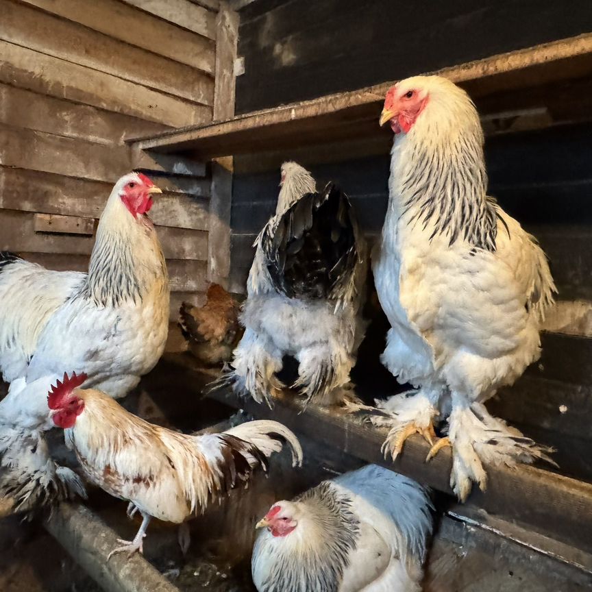 Петухи брама (на племя)