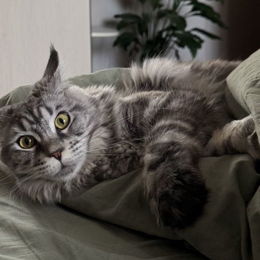 Мейн-кун котёнок