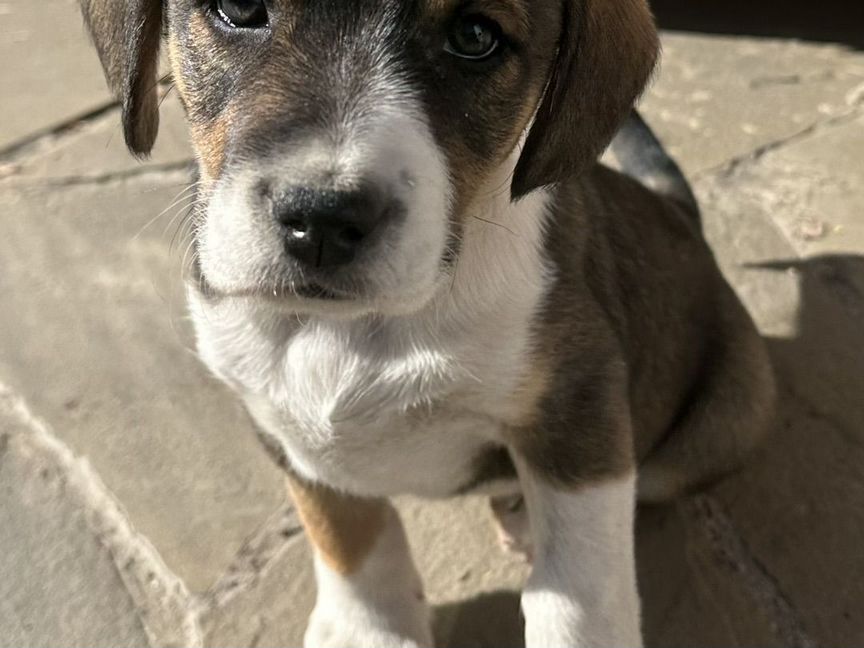 Эстонская гончая щенки