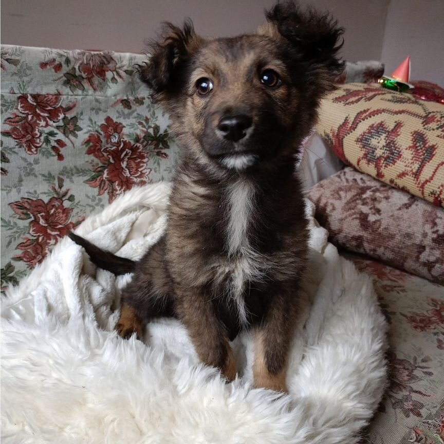 Отдам в добрые руки