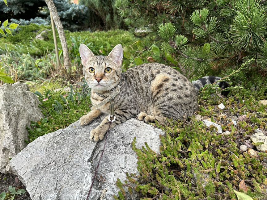 Саванна котик Аватар