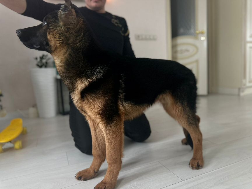 Немецкая овчарка