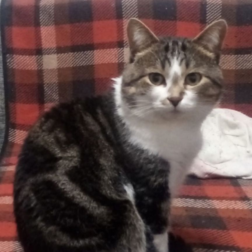 Котик, 5 лет