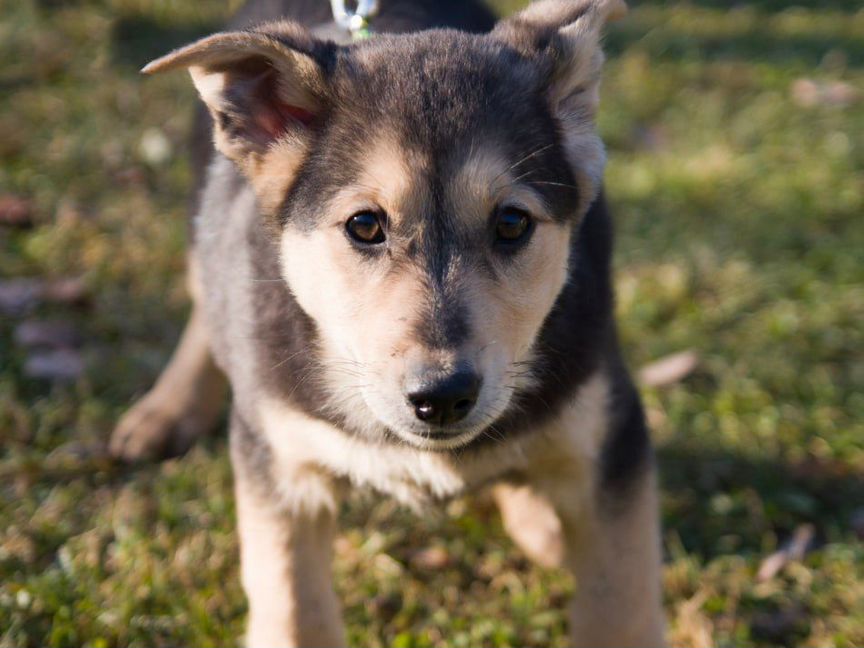 Щенки в добрые руки