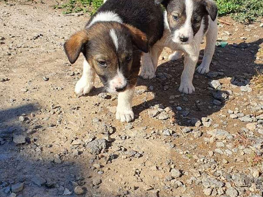 Помогите Хочется кричать всему миру