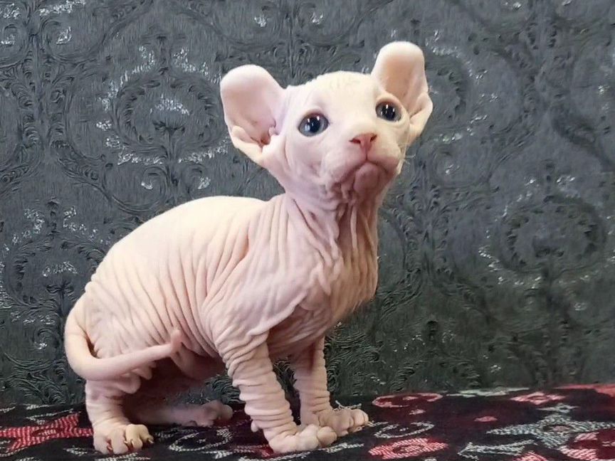 Белая девочка Эльф