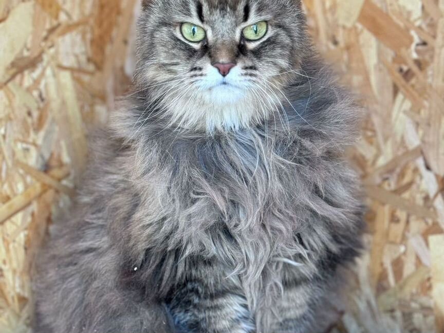 Мэри предали прежние хозяева, ищет дом