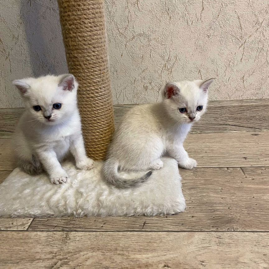 Котята серебристая шиншилла
