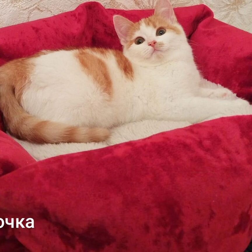 Котенок в добрые руки