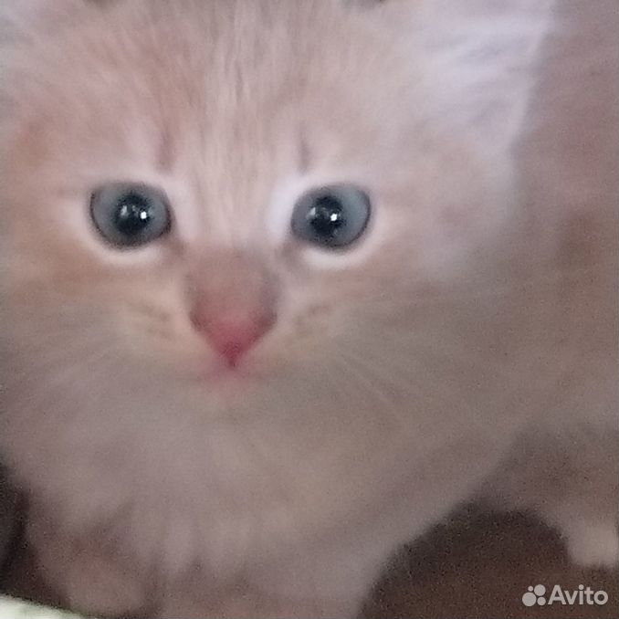 Котята ищут дом, котики