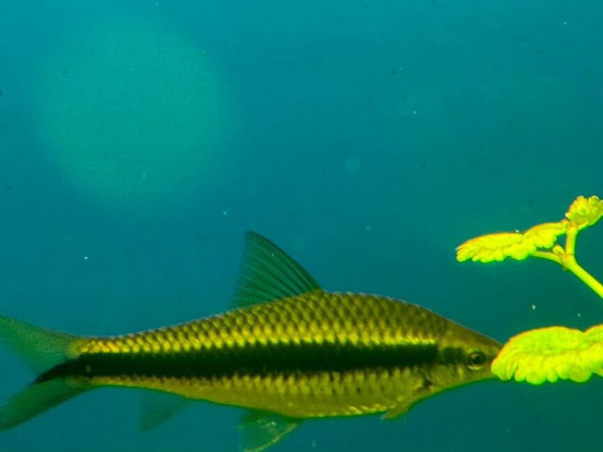 Сиамский водорослеед