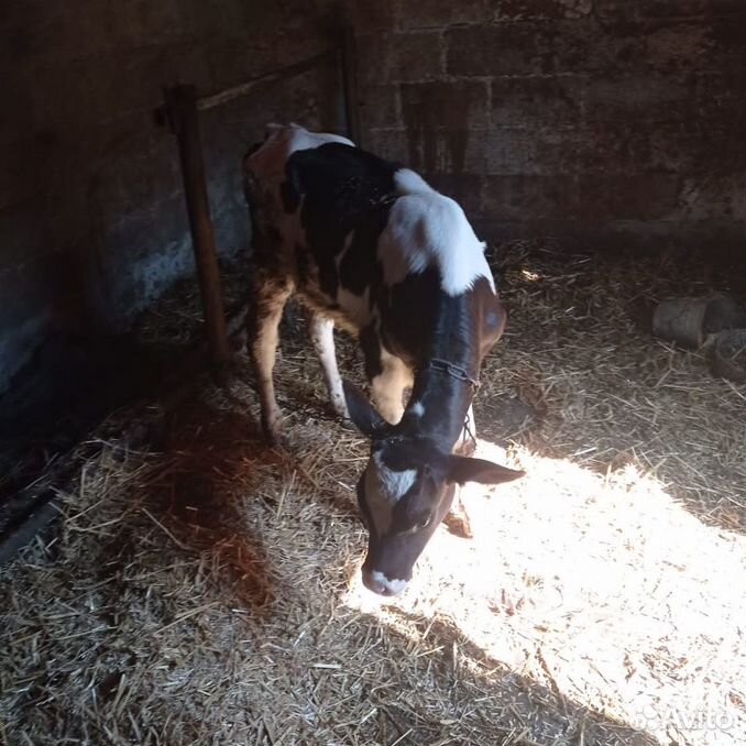 Продам телят