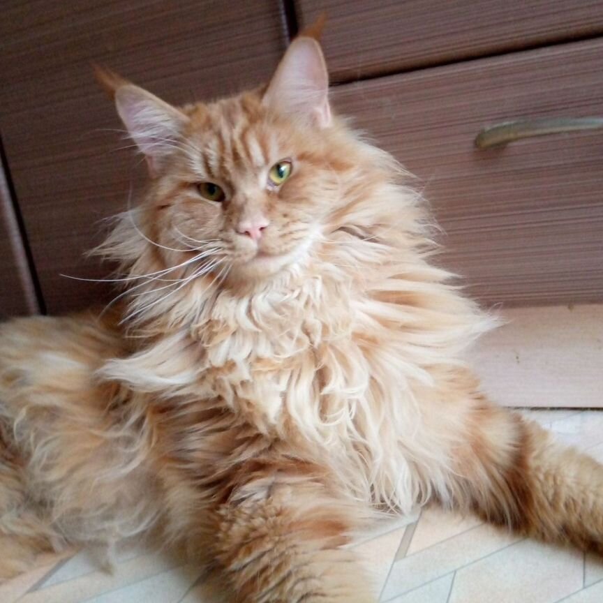 Кот мейн-кун вязка