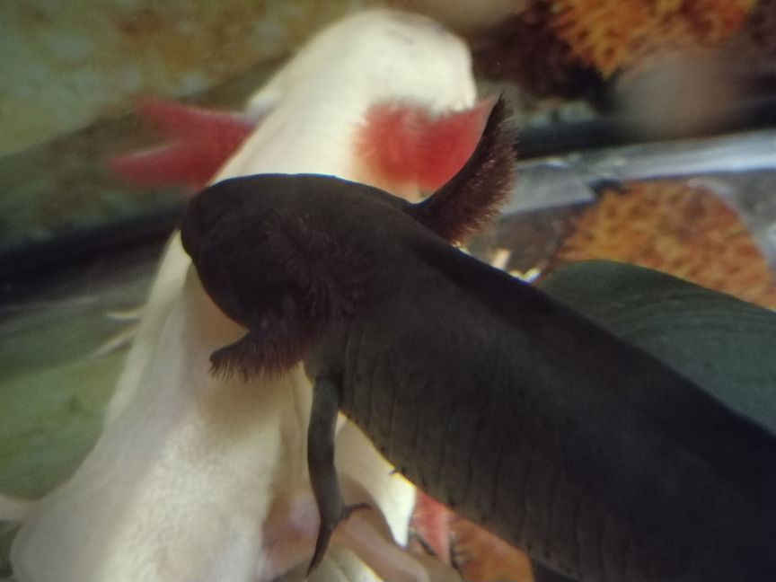 Аксолотль тёмный