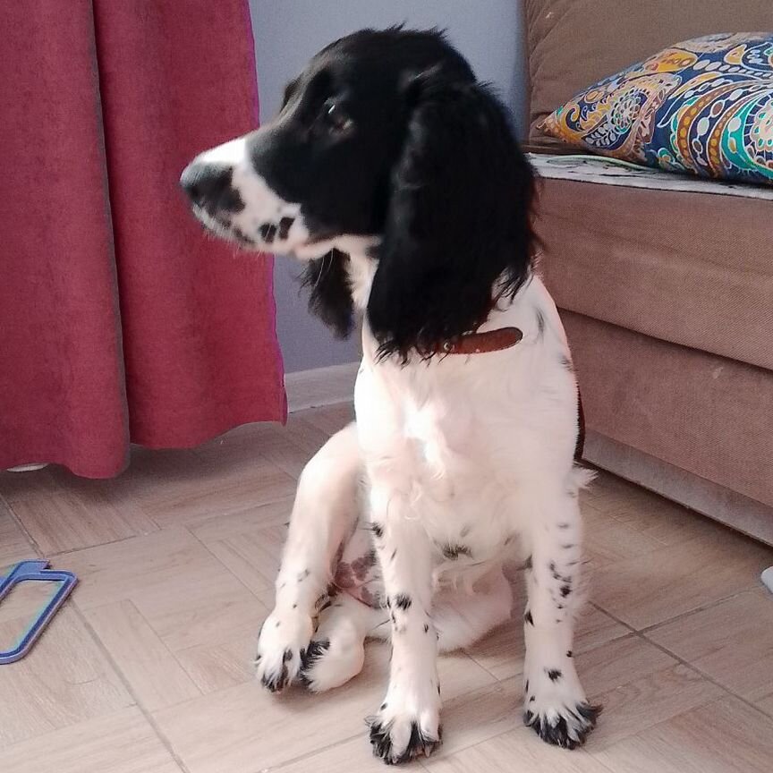 Отдам спаниеля в добрые, заботливые руки