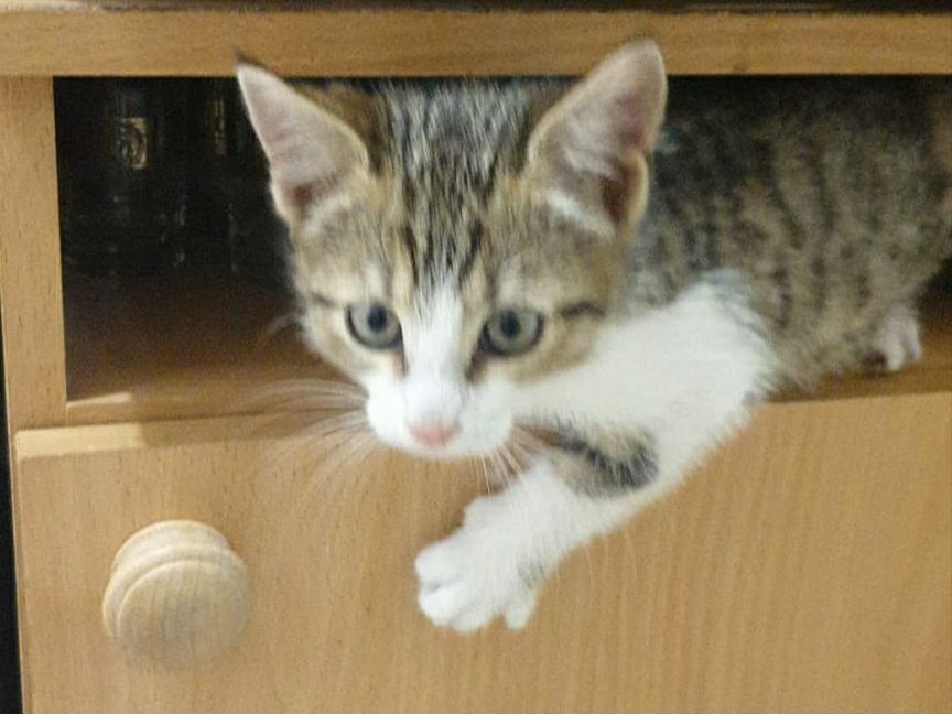 Барсюша ищет дом