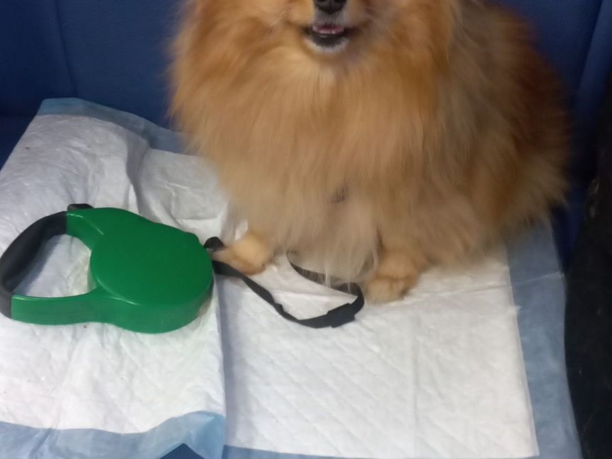 Померанский шпиц медвежьего типа девочка