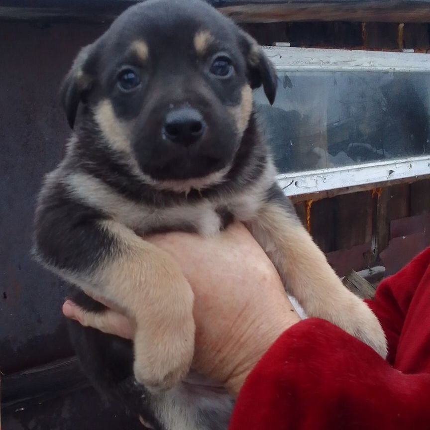 Щенок в добрые руки