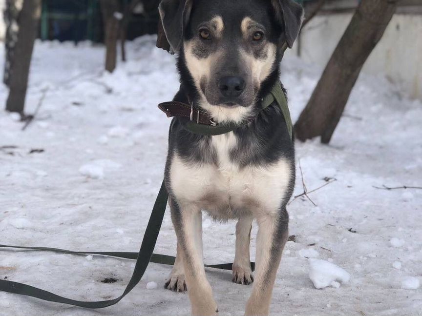 Помогите небольшой собачке поверить в себя