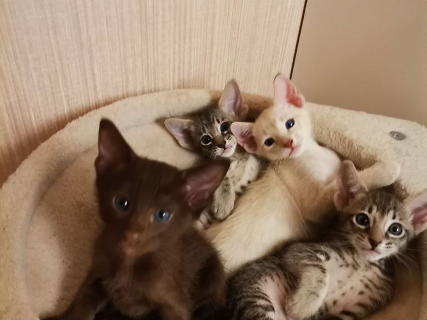 Ориентальные малыши