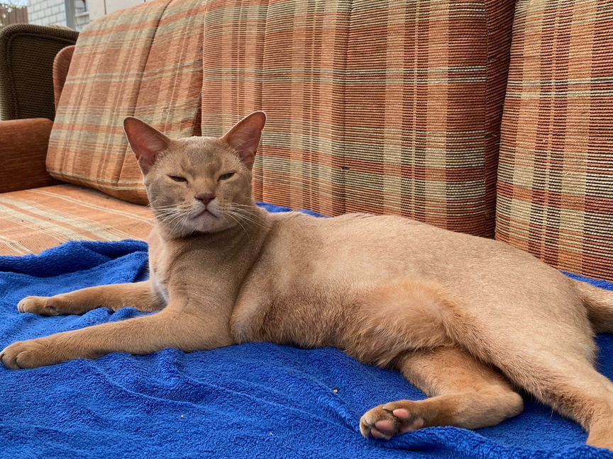 Абиссинский кот