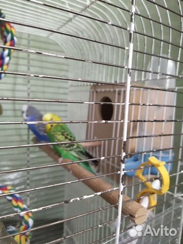 Волнистый попугай самец и самка