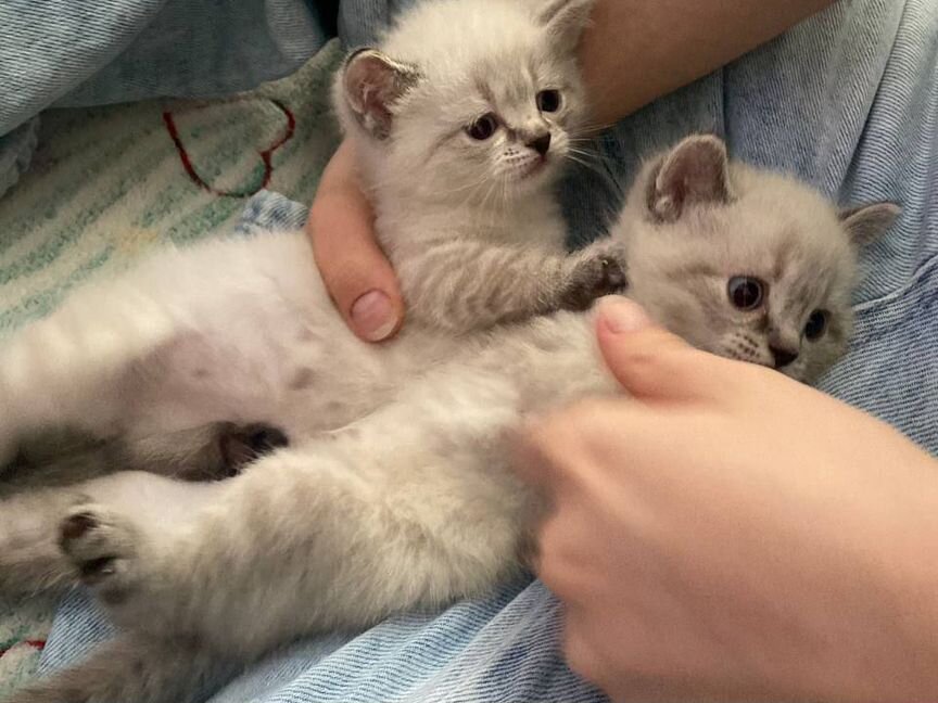 Британские котята премоухие
