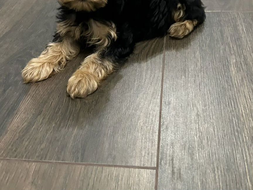 Йоркширский терьер