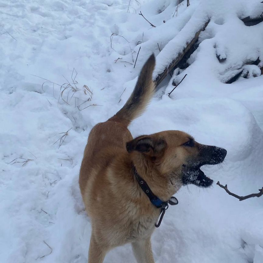 Собака в добрые руки