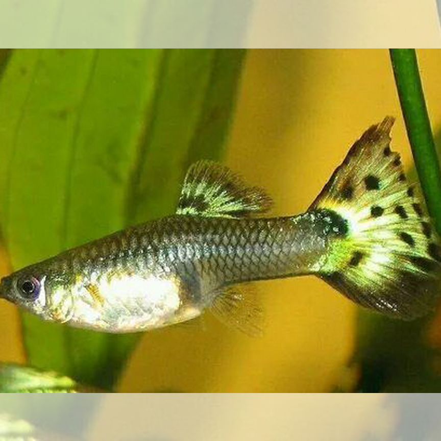 Аквариумные рыбки гуппи