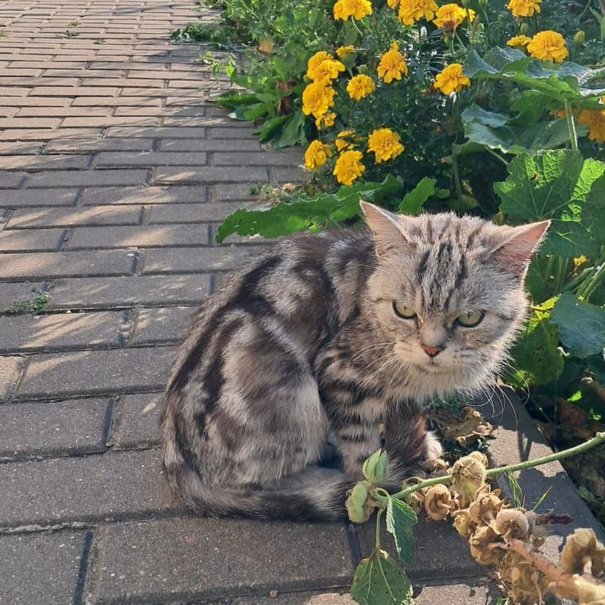 Котик в добрые руки