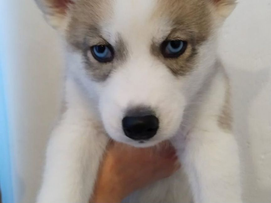 Продам щенков