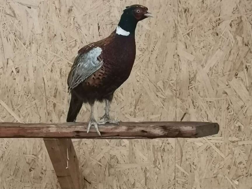 Фазан охотничий