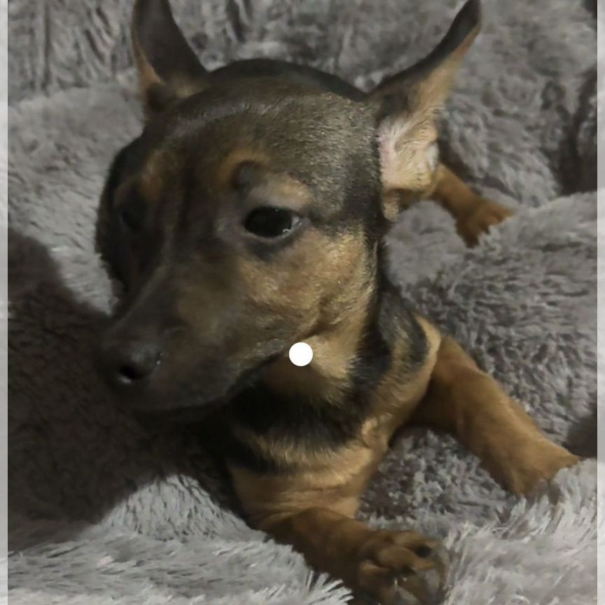 Русский той-терьер, щенок