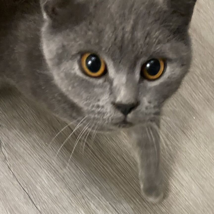 Отдам в добрые руки британскую кошку