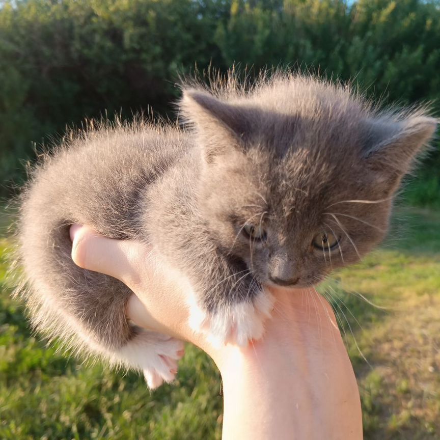 Котёнок в добрые руки