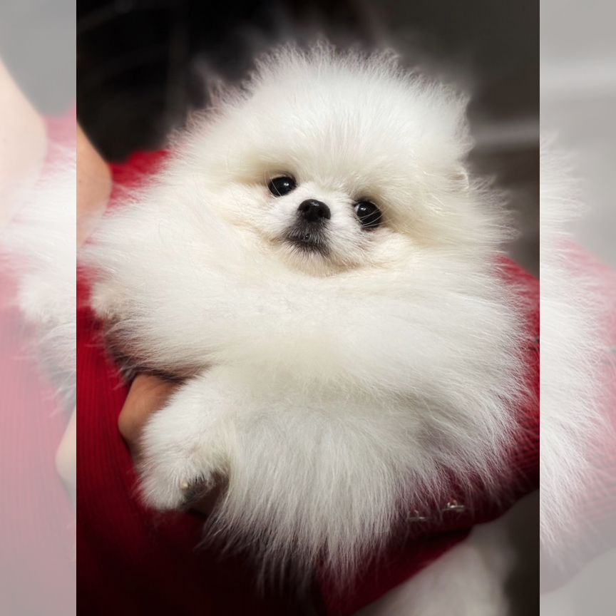 Померанский шпиц, взрослая собака