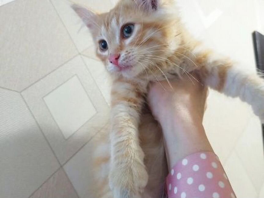 Ласкучий красивый котенок в добрые руки