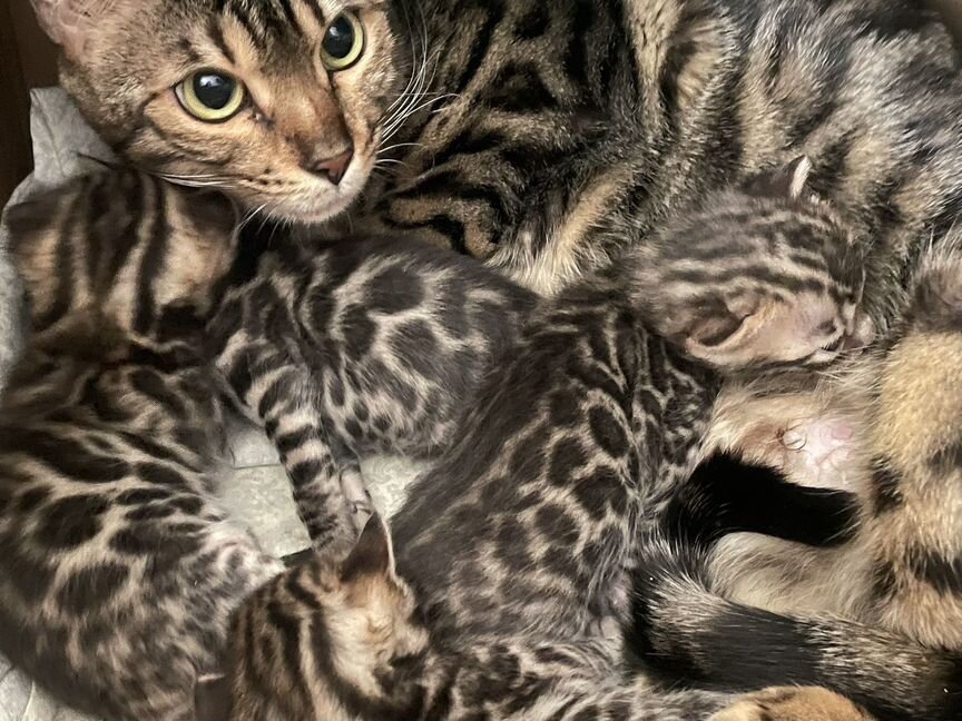 Бенгальские котята